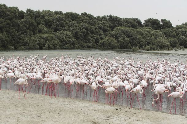 Ras Al Khor Wildlife Sanctuary: Timings, Entry Fees & Info